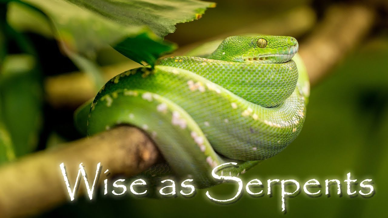 As Wise as a Serpent - Pass the Salt Ministries